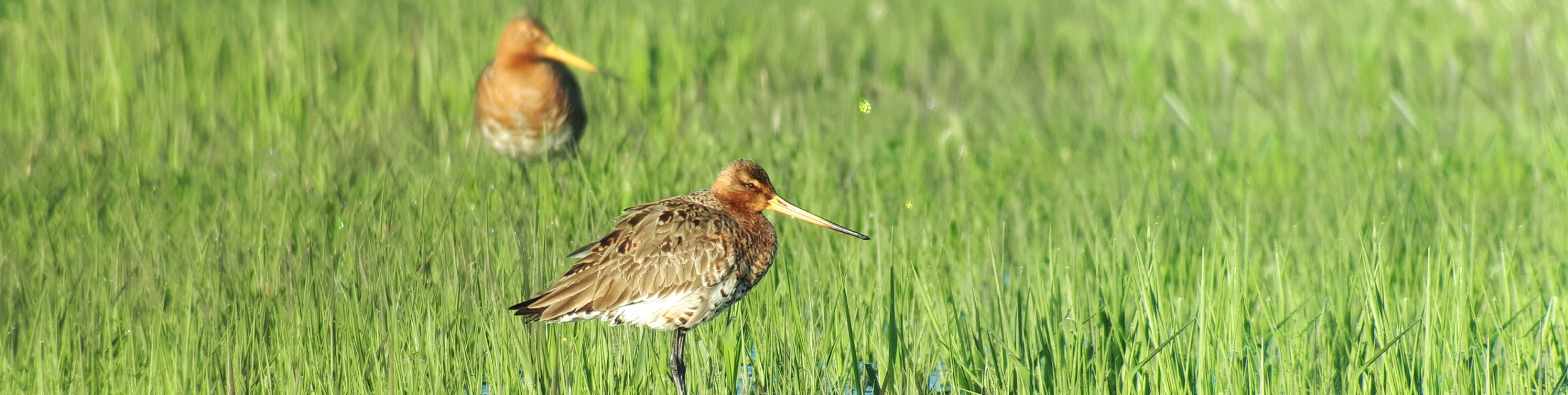 Naturschutzgebiet Hetter