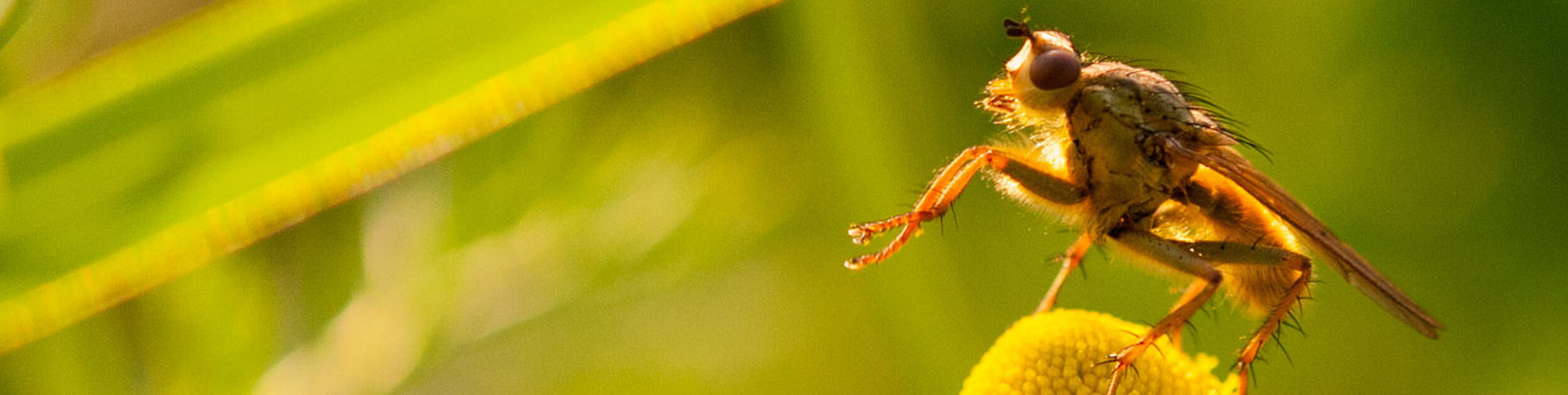 Stadt aus der Sicht der Insekten – NABU Naturschutzstation Niederrhein